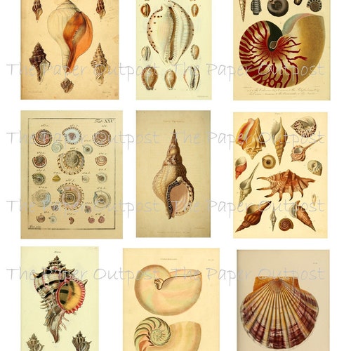 Circus Vintage Digikit Digital Printable Printables Digikits - Etsy