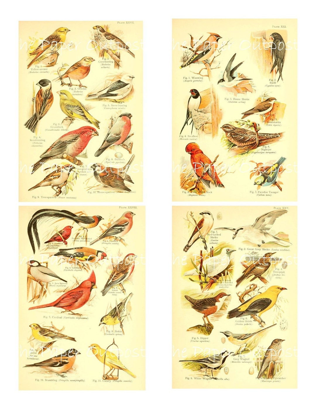 BIRD WATCHER Printable Digital Download Printable Bird Watching Birds ...