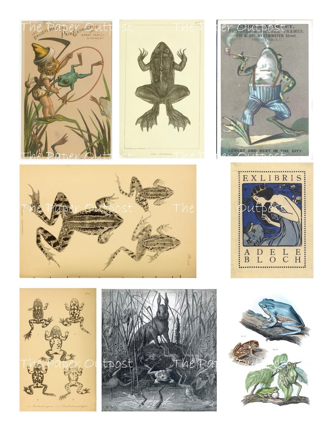 FROGS Printable Digital Download Printable Image, Digikit Frog Toad ...