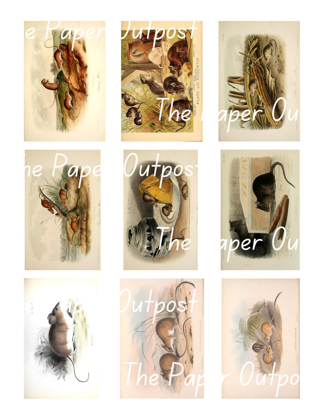 LITTLE MOUSE Printable Digital Download Printable Image, Digikit Mouse ...