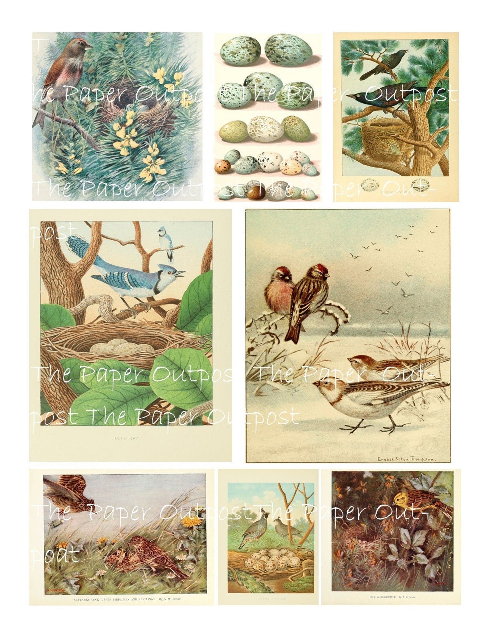 Vintage Birds Nests & Eggs Ephemera: Digital Collage Kit (printable) - Etsy