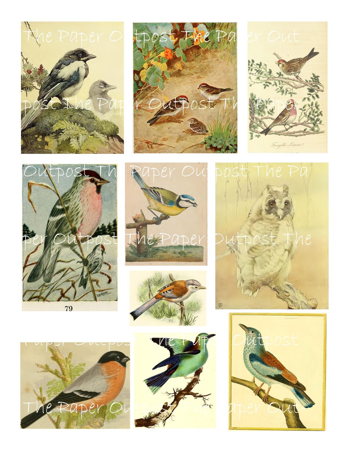 Bird Illustrations Digikit Digital Printable Kit Digital Kit - Etsy