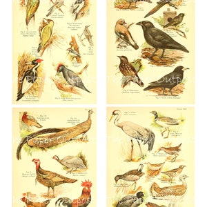 BIRD WATCHER Printable Digital Download Printable Bird Watching Birds ...