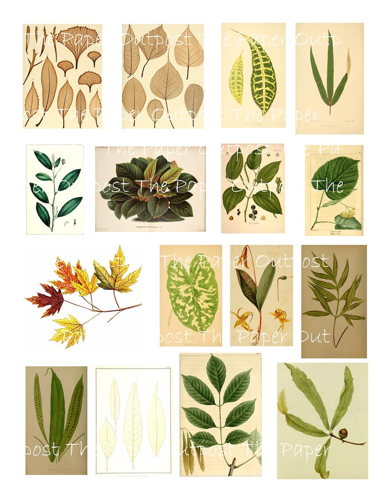 Antique Leaf Illustrations: Vintage Nature Ephemera (digital Kit) - Etsy