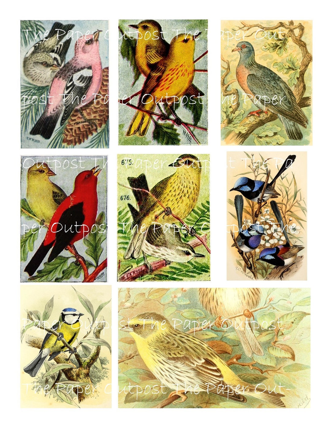 Bird Illustrations Digikit Digital Printable Kit Digital Kit Digi Kit ...