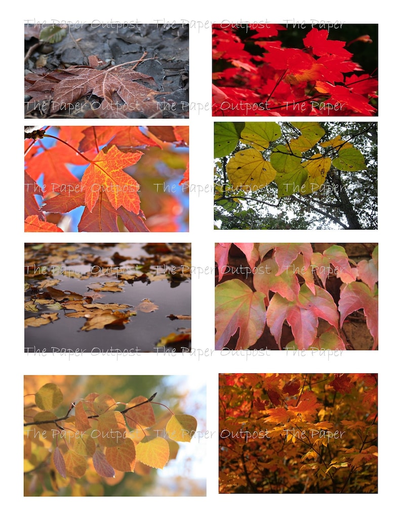 Autumn Leaves Printable Images: Fall Scrapbook Paper (digital Download ...