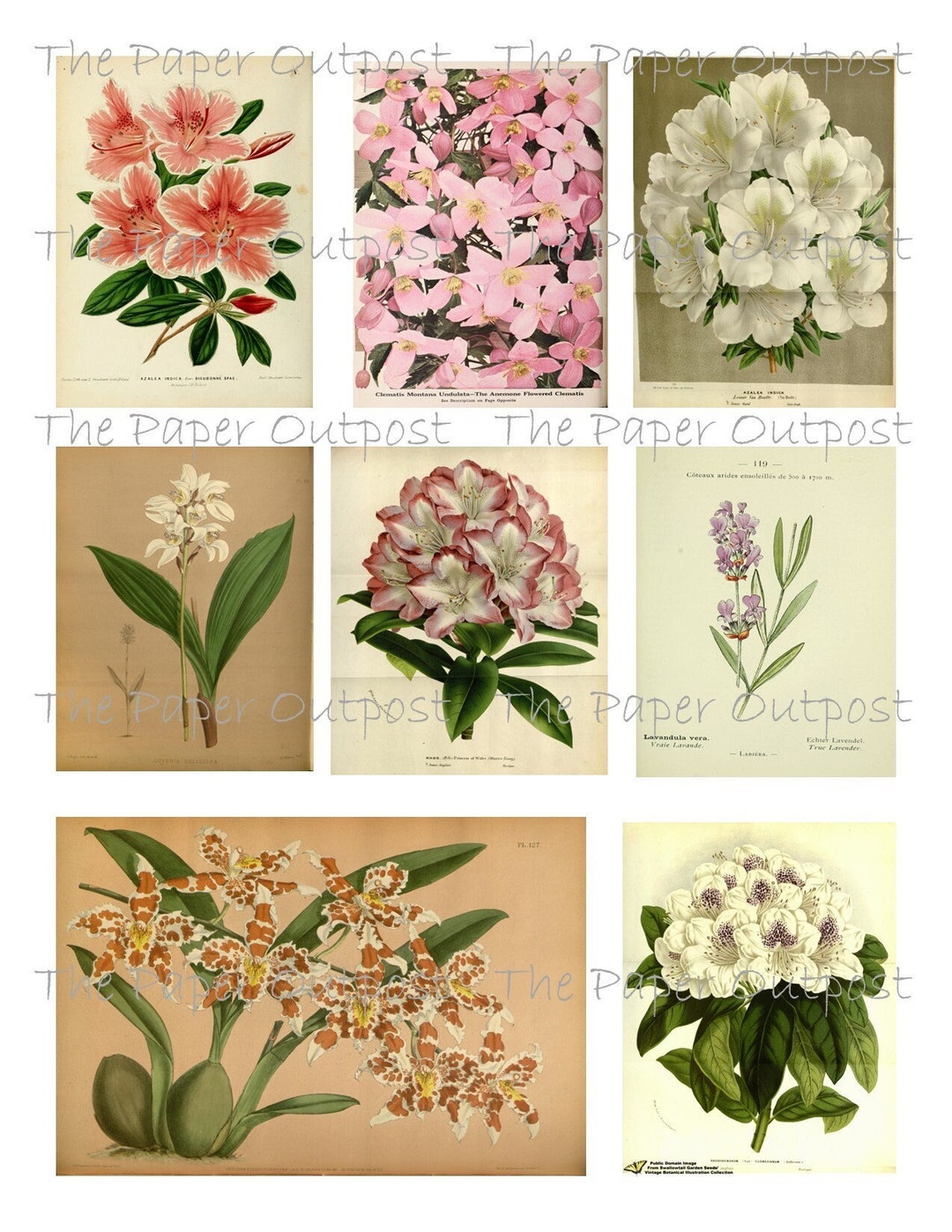 BOTANICAL FLORALS Printable Digital Download Printable Image, Digikit ...