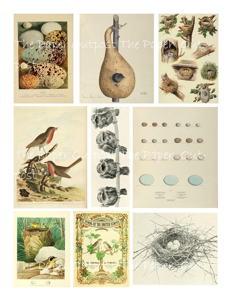 Vintage Birds Nests & Eggs Ephemera: Digital Collage Kit (printable) - Etsy