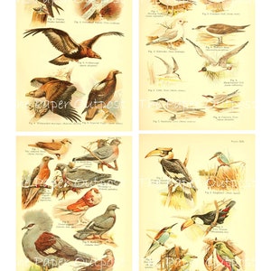 BIRD WATCHER Printable Digital Download Printable Bird Watching Birds ...
