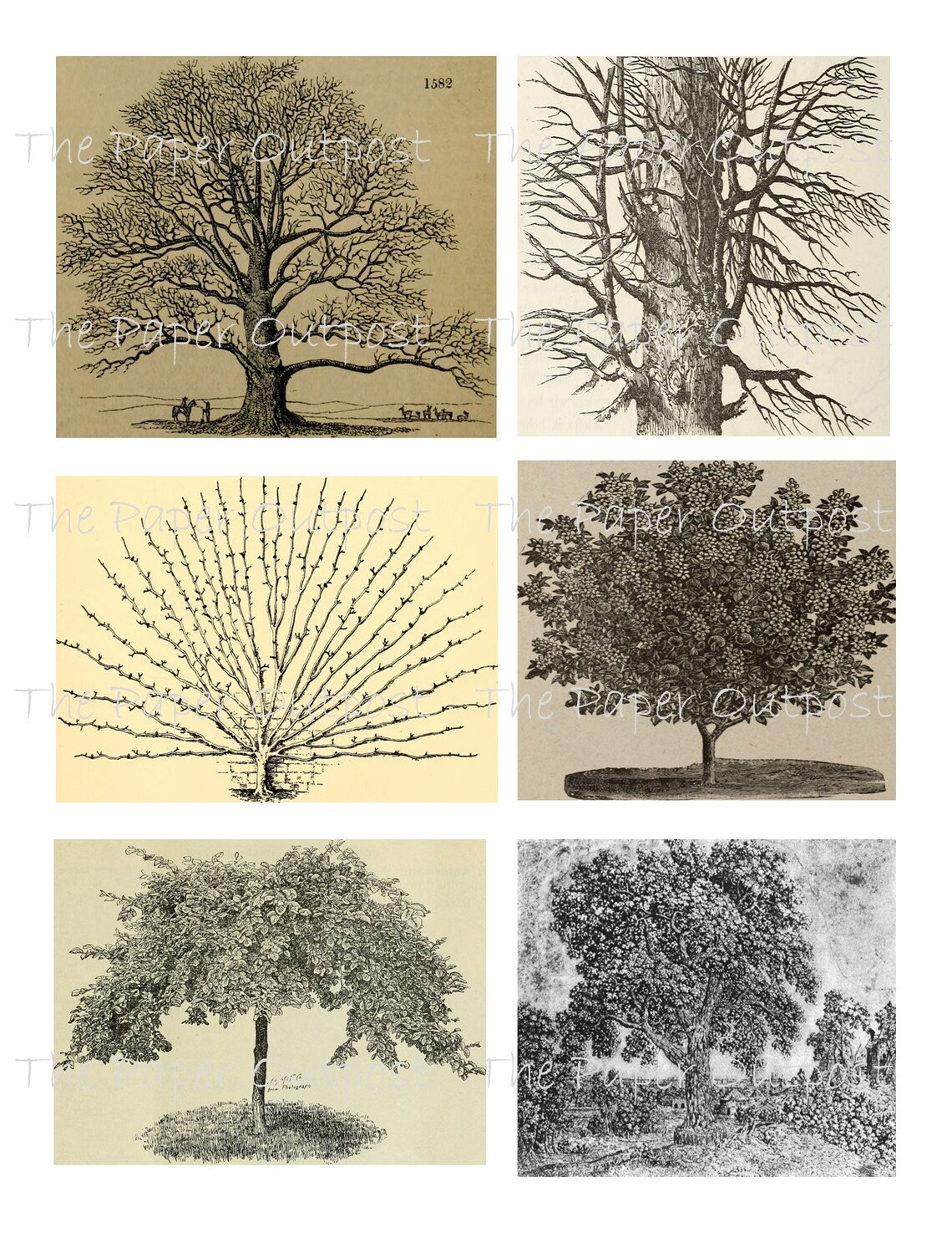 TREES of OLD Printable Digital Download Printable Image - Etsy