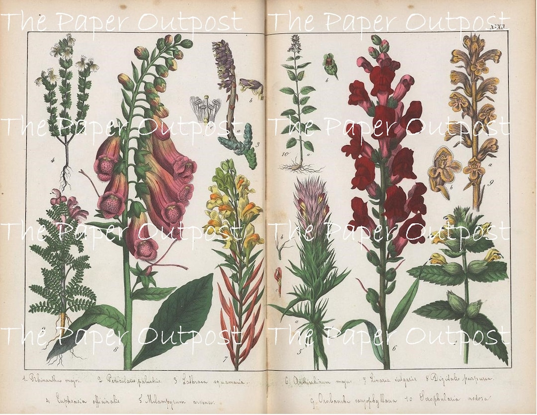 Vintage Botanical Illustrations: 1800s Printable Art (digital Download ...