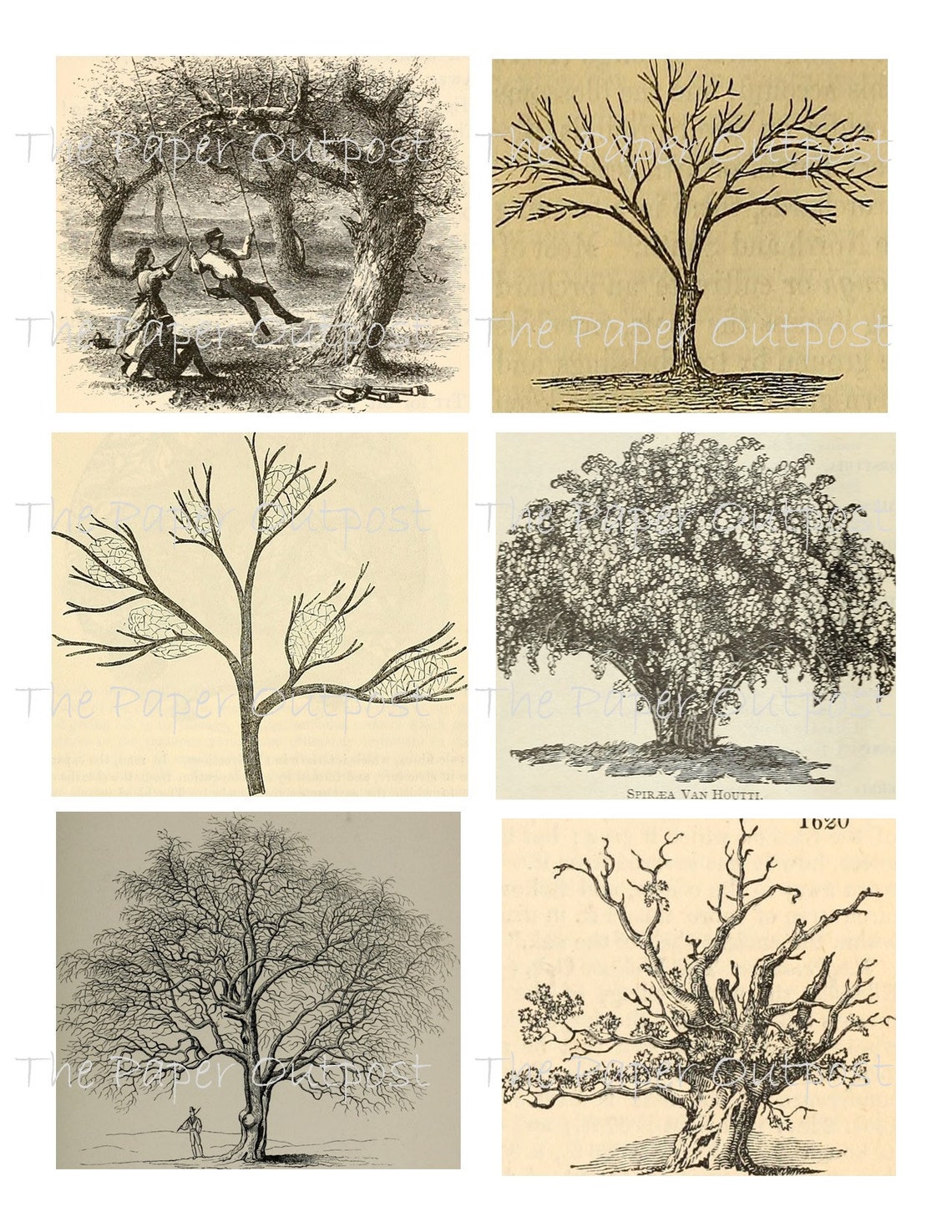 TREES of OLD Printable Digital Download Printable Image - Etsy