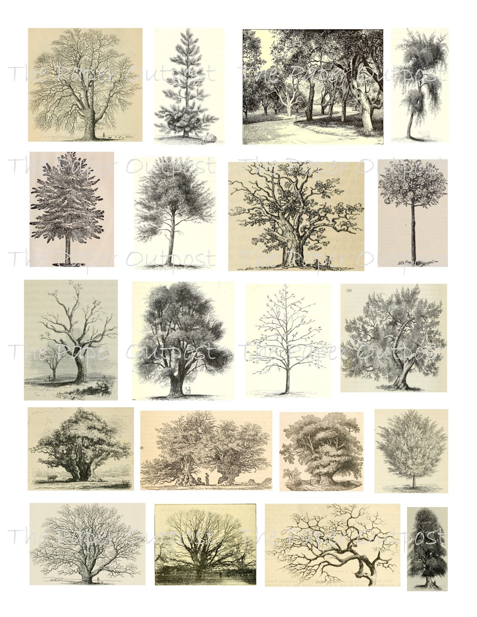 TREES of OLD Printable Digital Download Printable Image - Etsy