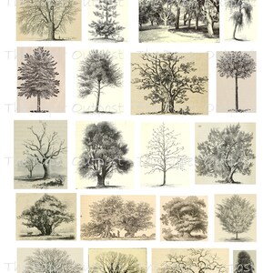 TREES of OLD Printable Digital Download Printable Image, Digikit Tree ...