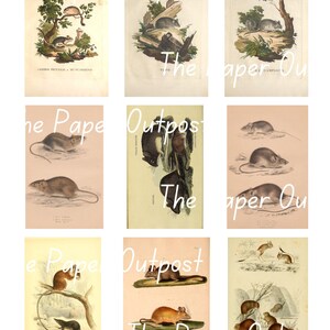 LITTLE MOUSE Printable Digital Download Printable Image, Digikit Mouse ...