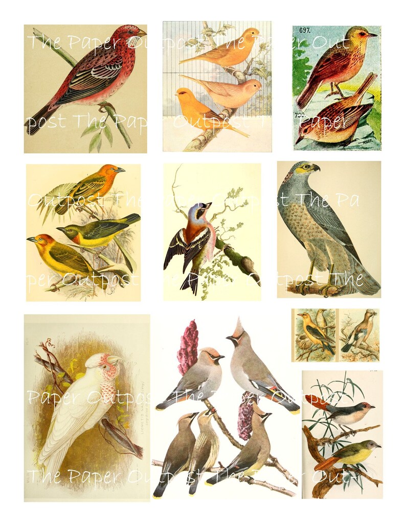 Bird Illustrations Digikit Digital Printable Kit Digital Kit - Etsy