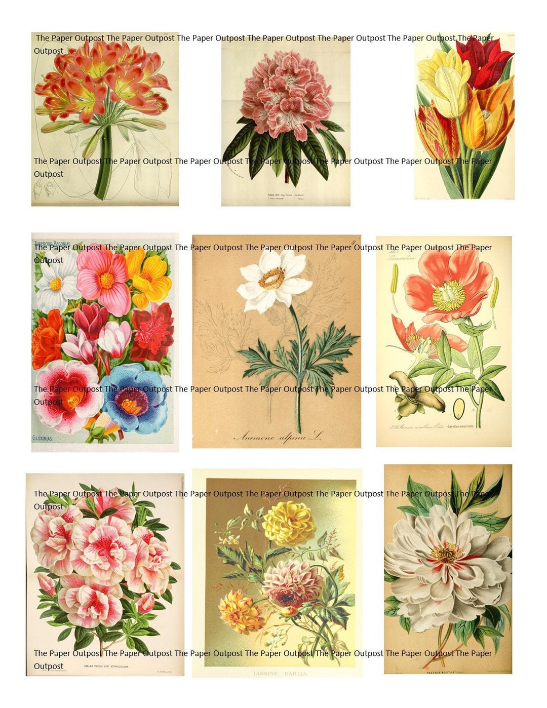 Blooms of Beauty Vintage Digikit Digital Kit Digital Printable Digital ...