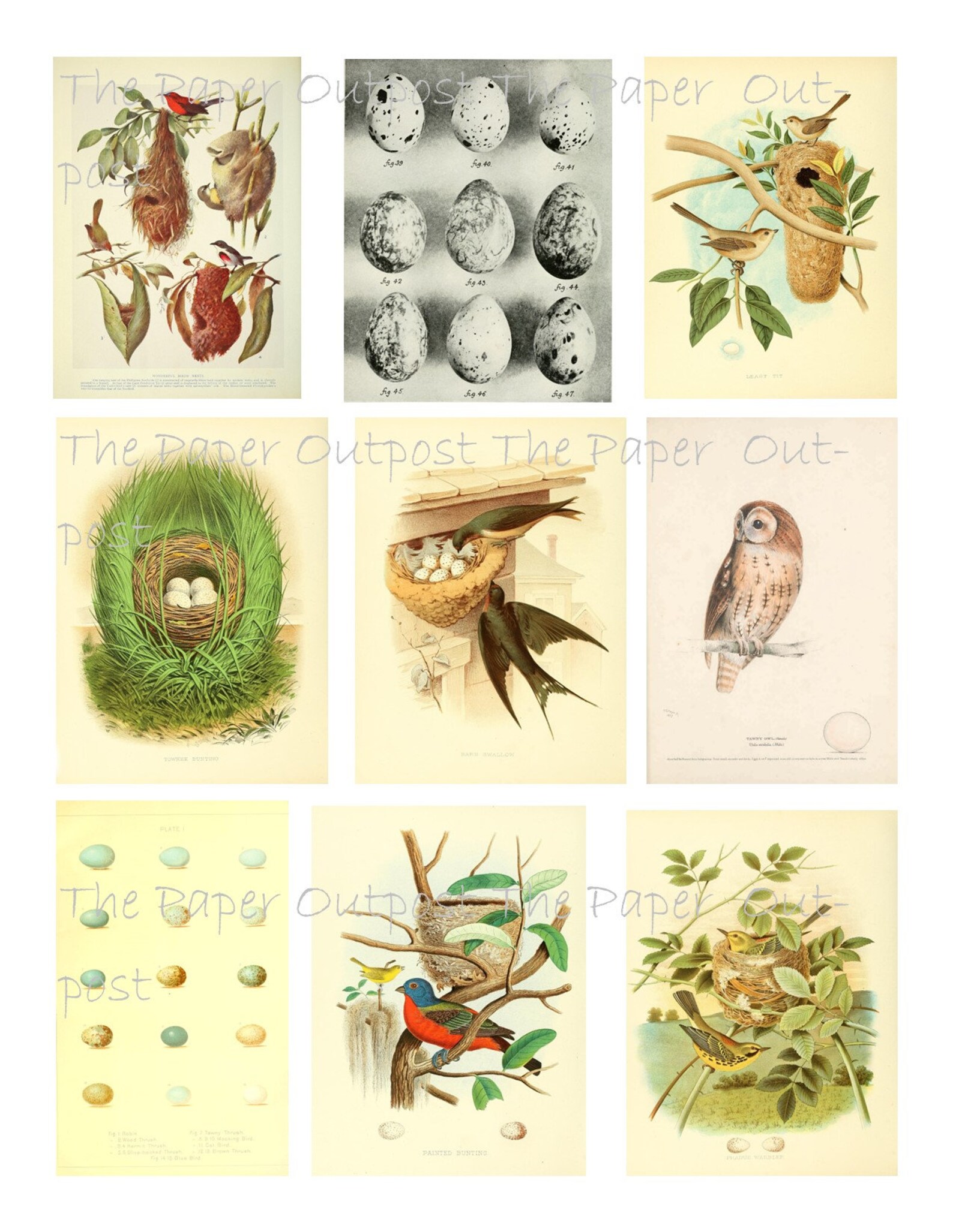 Vintage Birds Nests & Eggs Ephemera: Digital Collage Kit (printable) - Etsy