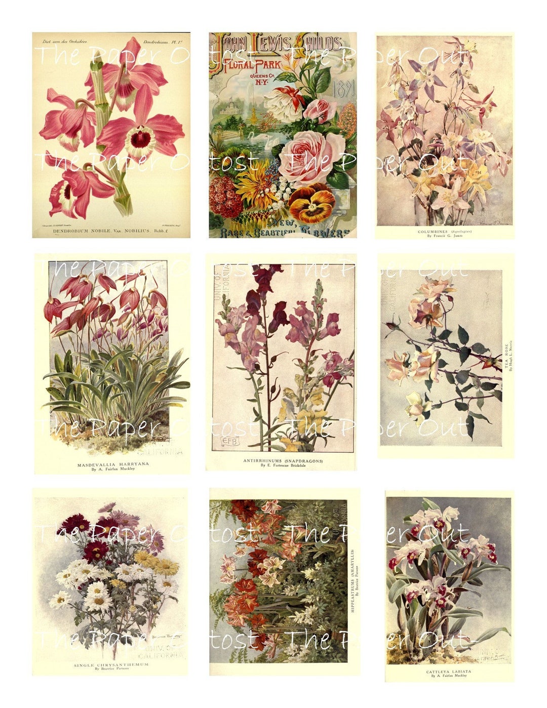 Botanical Flower Printables: Vintage Floral Images (digital Download ...