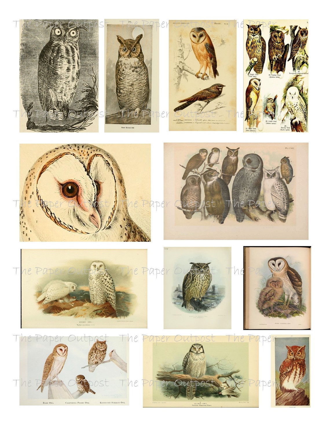 Owl 2 Printable Digital Download Printable Image Digikit - Etsy