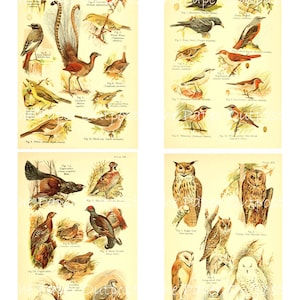 BIRD WATCHER Printable Digital Download Printable Bird Watching Birds ...