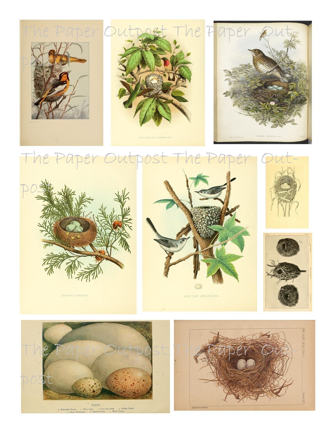 Vintage Birds Nests & Eggs Ephemera: Digital Collage Kit (printable) - Etsy
