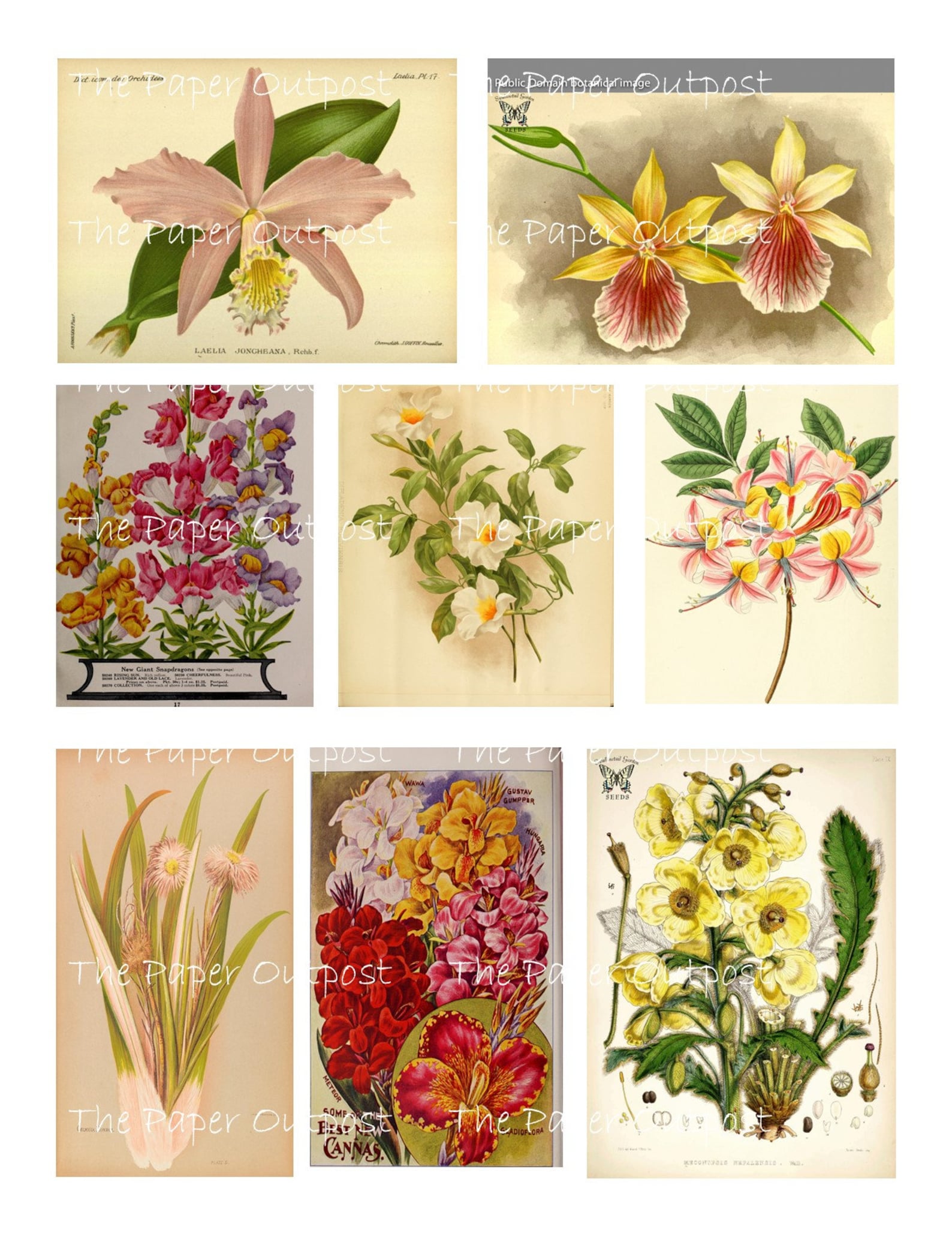 Precious Flowers Digikit Digital Kit Digital Printable Digital - Etsy