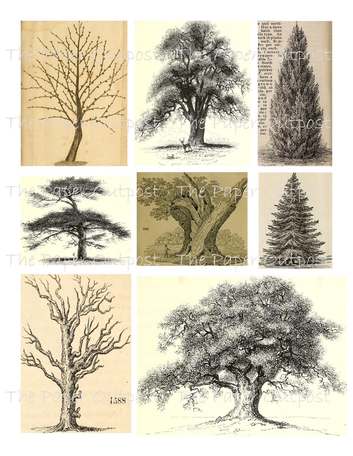 TREES of OLD Printable Digital Download Printable Image - Etsy