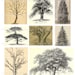 TREES of OLD Printable Digital Download Printable Image, Digikit Tree ...