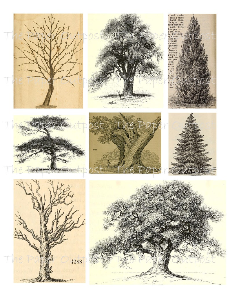TREES of OLD Printable Digital Download Printable Image - Etsy