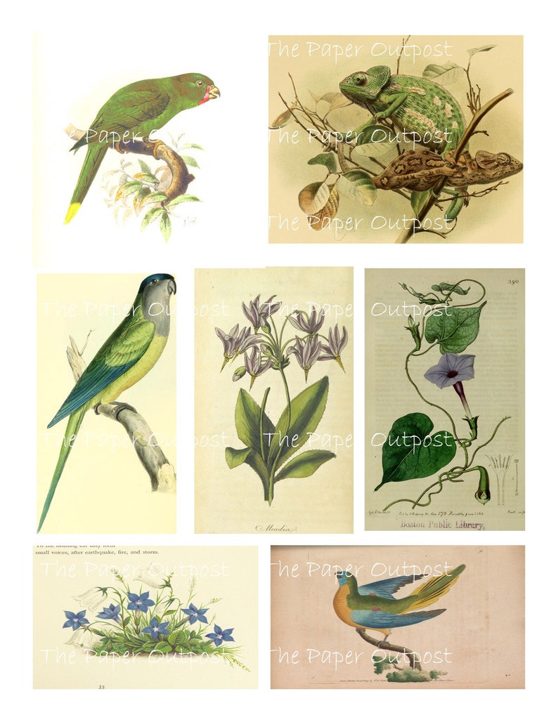 Green Vintage Theme Digikit Digital Kit Digital Printable - Etsy