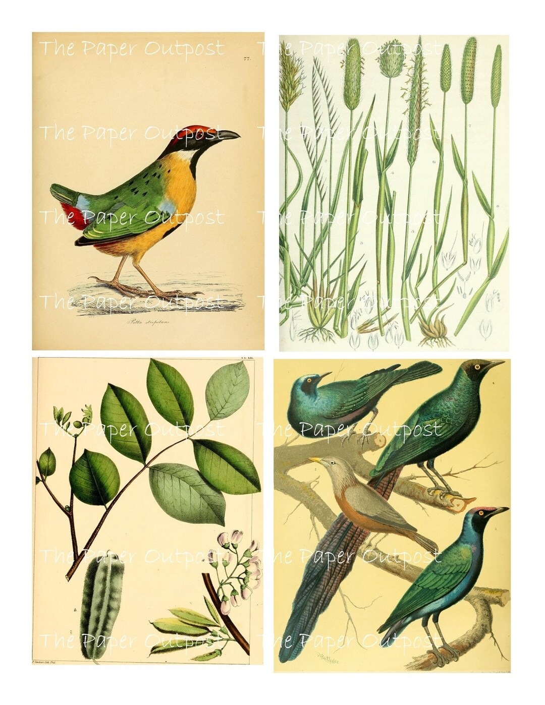 Green Vintage Bird Ephemera: Printable Digital Kit (thepaperoutpost) - Etsy
