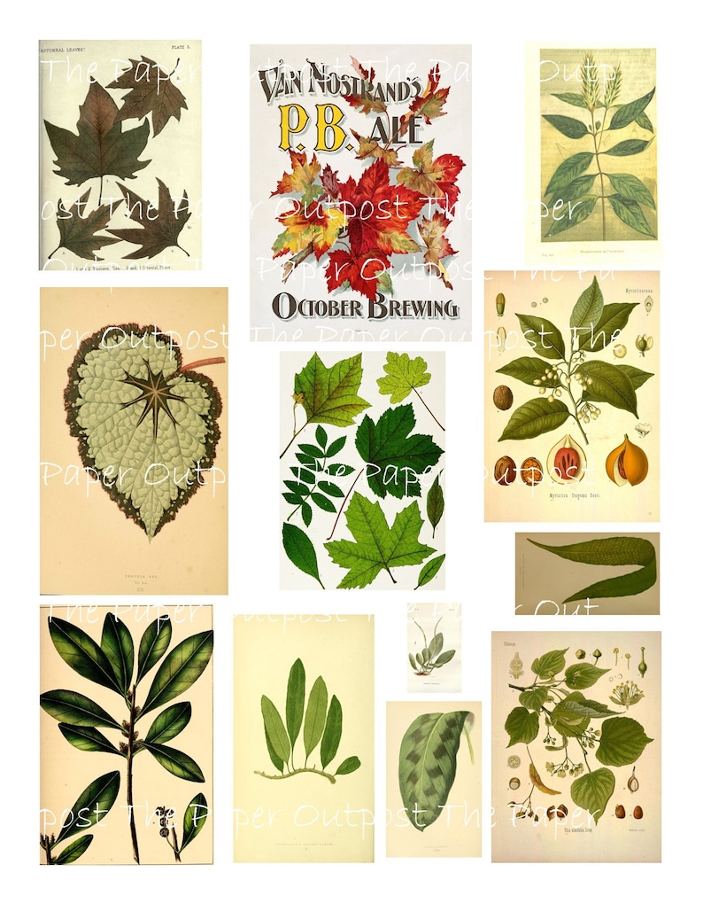 Antique Leaf Illustrations: Vintage Nature Ephemera (digital Kit) - Etsy