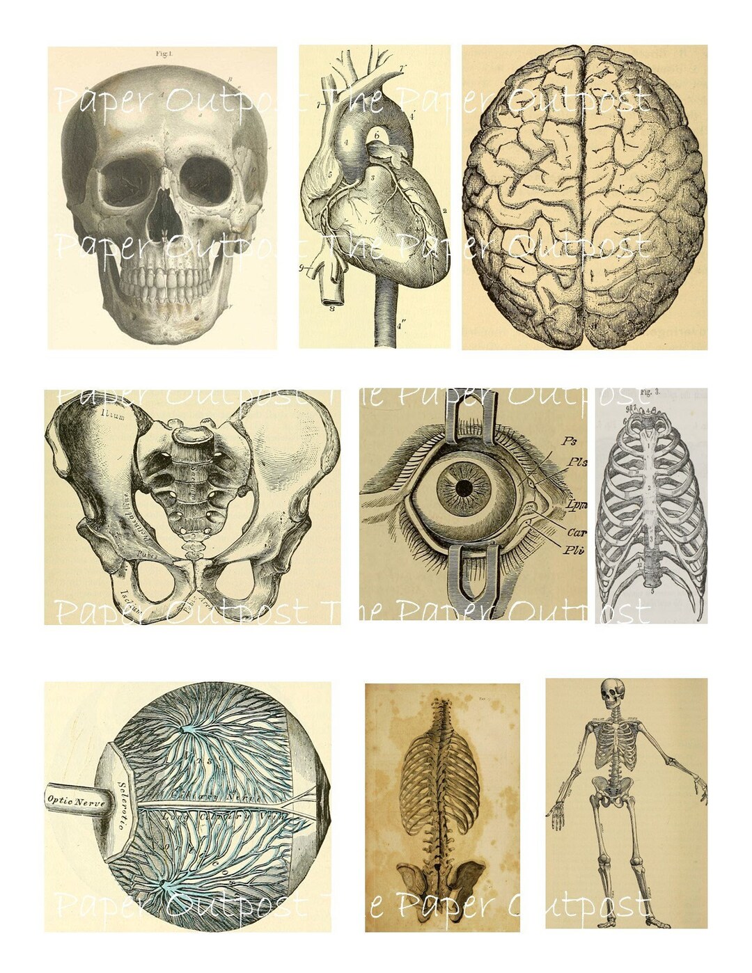 ANATOMY Vintage Printable Digital Image Digital Instant Download Skull ...