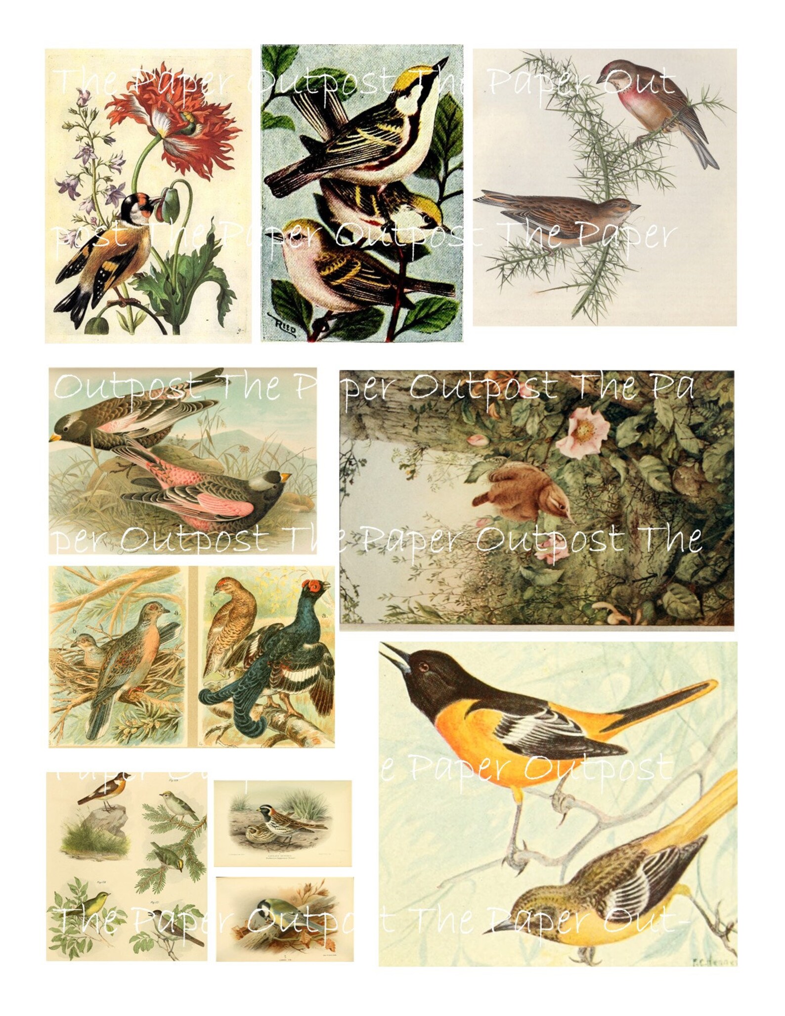 Bird Illustrations Digikit Digital Printable Kit Digital Kit - Etsy