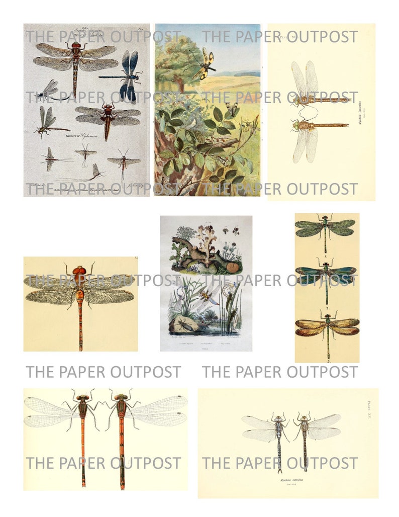 Dragonfly Digital Printable Kit Vintage Dragon Fly Digital Kit - Etsy