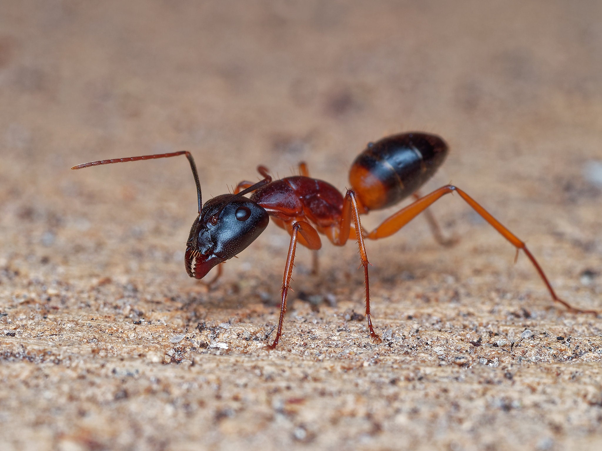 A Compact Macro Flash Diffuser Panel for the Olympus 60mm or - Etsy