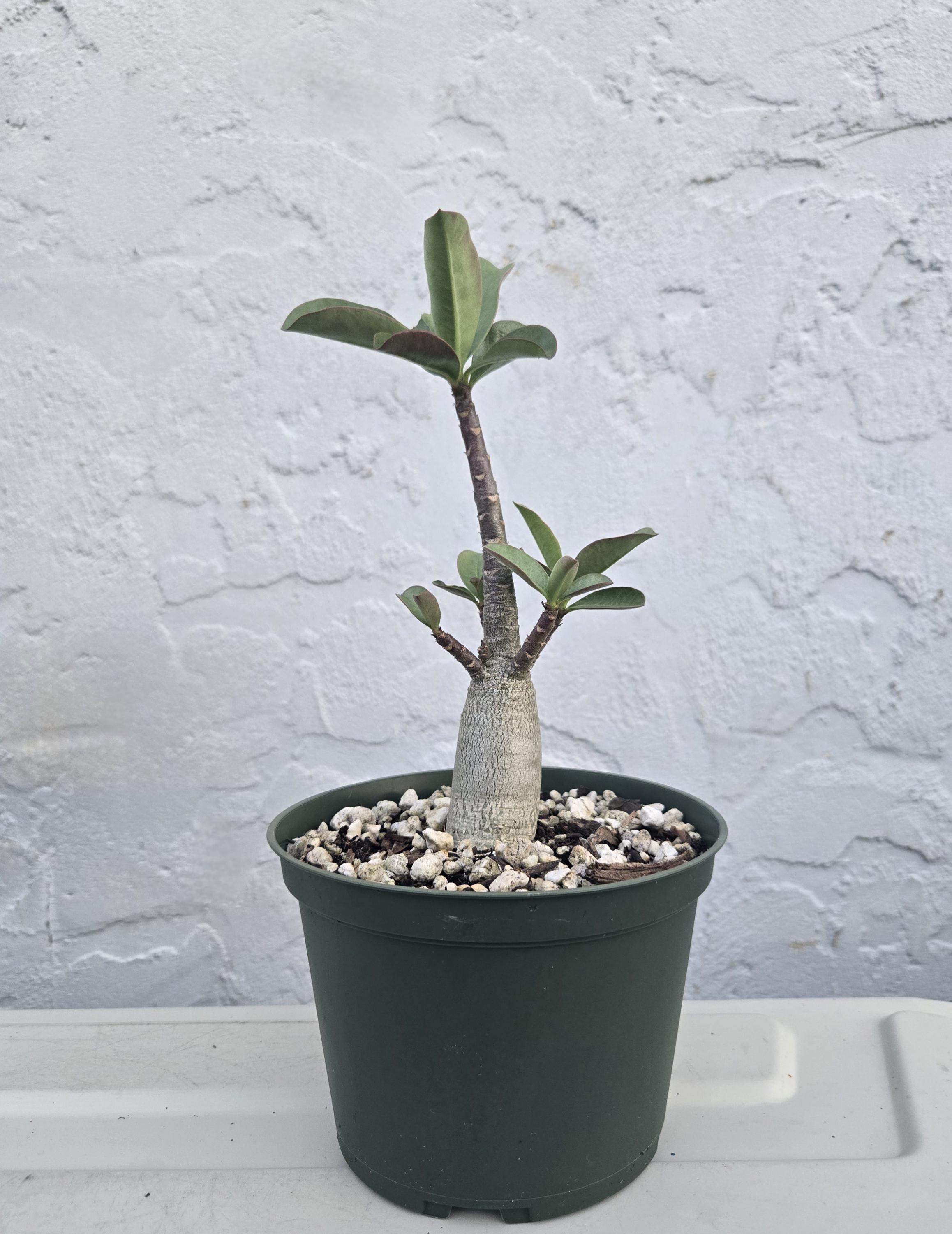 Black Yak Arabicum Adenium Desert Rose Plant Bonsai Little Tall Tree ...