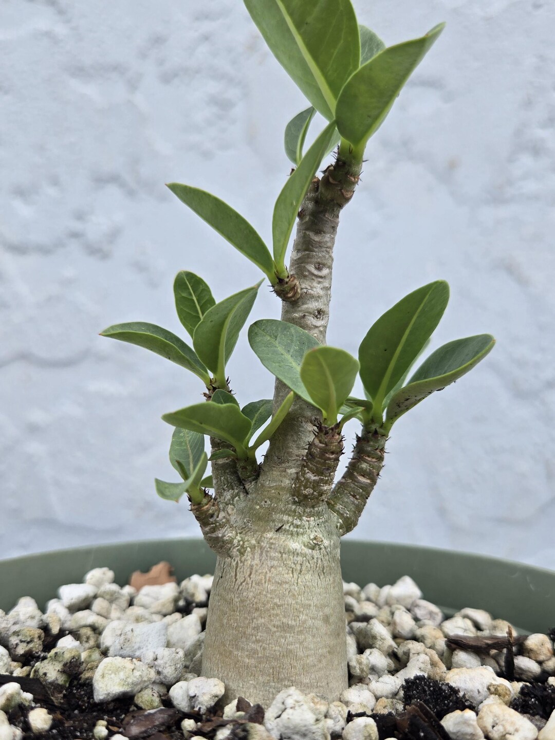 Arabicum MKMK Adenium Plant Desert Rose Bonsai Multi Branch Little Tree ...