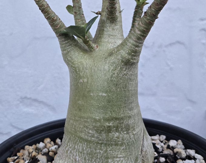 Arabicum Adenium Torpedo Desert Rose Live Plant Multi Branch Little ...