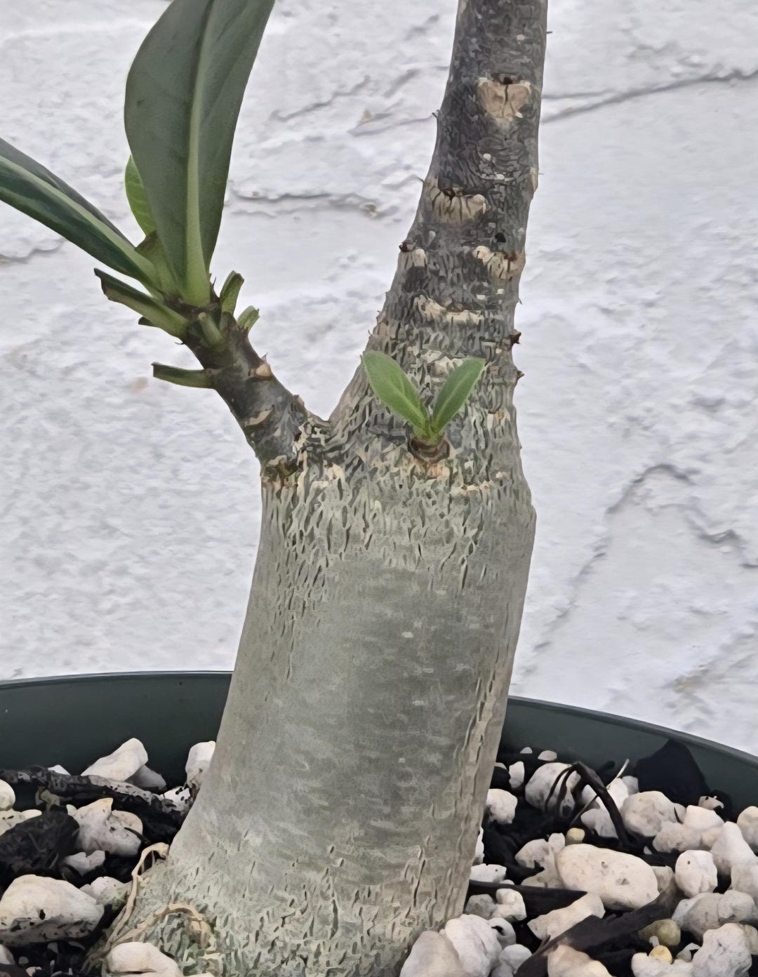 Black Yak Arabicum Adenium Desert Rose Plant Bonsai Tree Grown in and ...