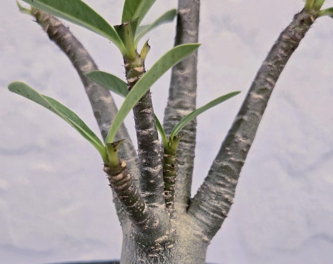 Adenium Arabicum Black Yak Desert Rose Caudex Plant Bonsai - Florida - Etsy