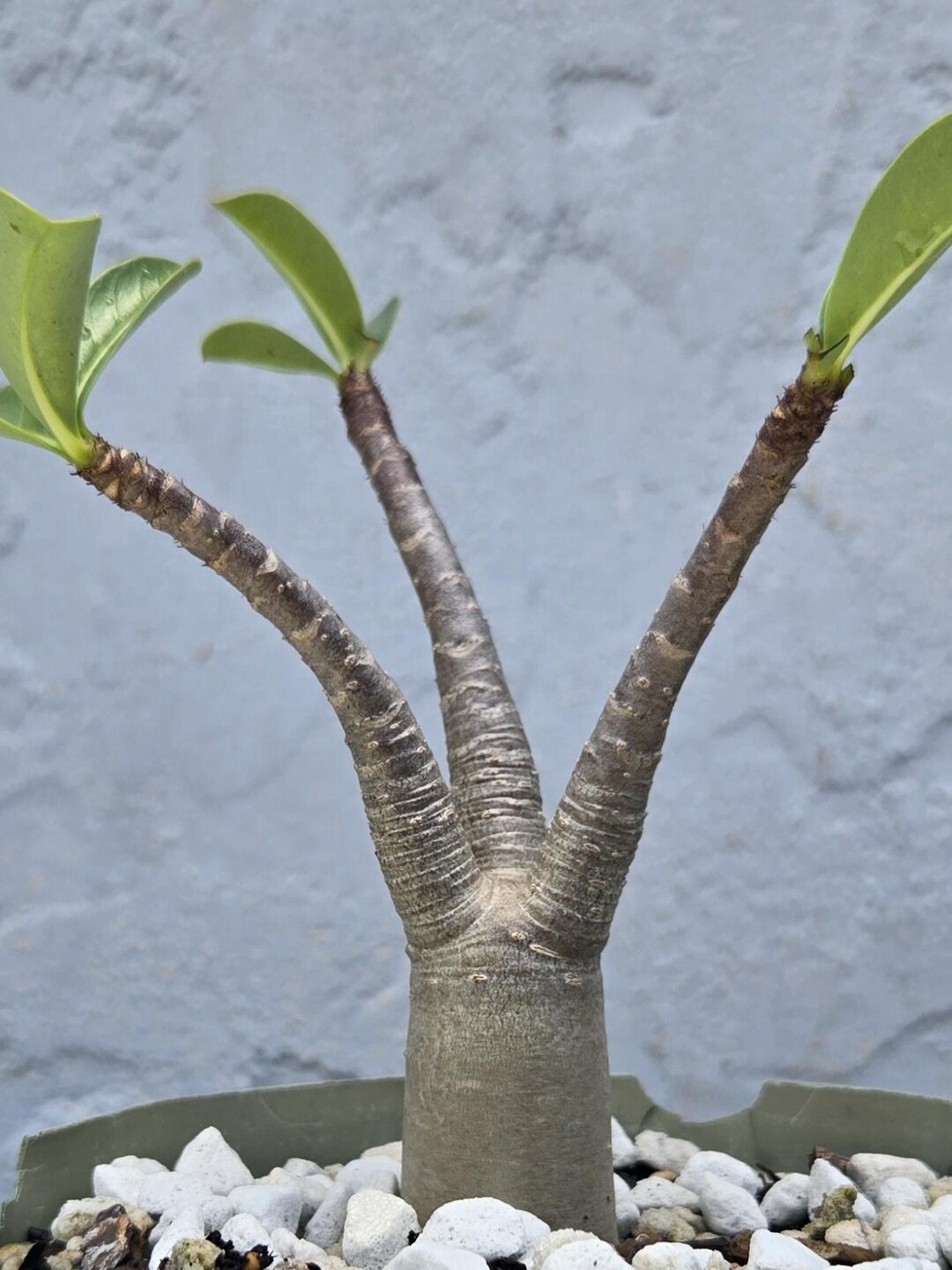 Arabicum Black Yak Desert Rose Adenium Plant Bonsai Ships From and ...
