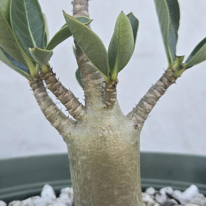 Adenium Arabicum - Etsy