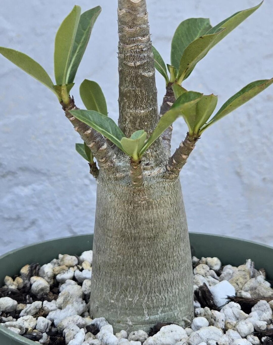 Black Yak Arabicum Adenium Desert Rose Plant Bonsai Tree Grown in and ...