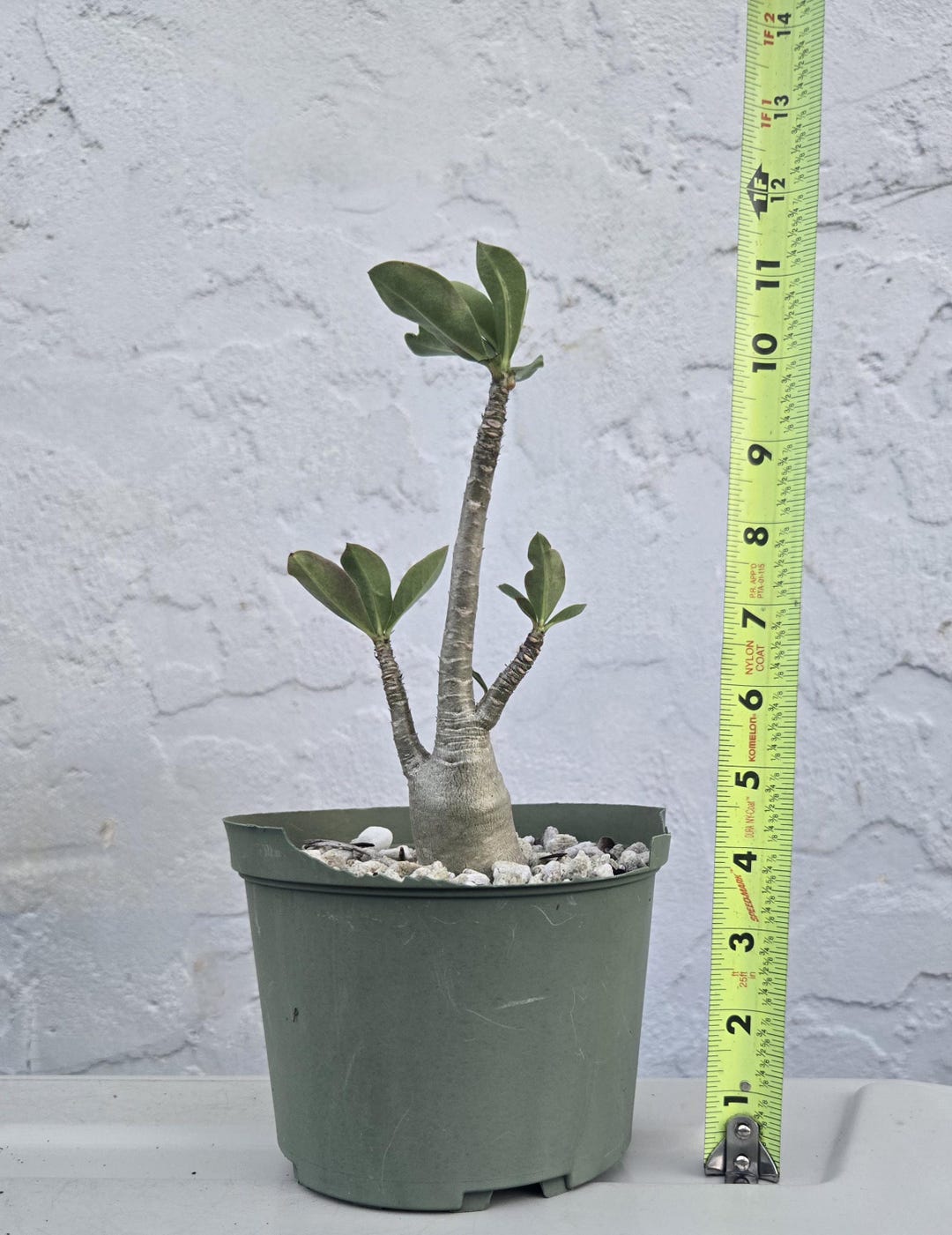 Black Yak Arabicum Adenium Plant Bonsai Little Tall Tree Florida - Etsy