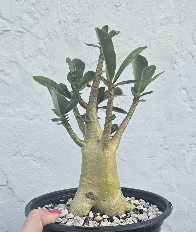 Arabicum Adenium Torpedo Desert Rose Live Plant Multi Branch Little ...