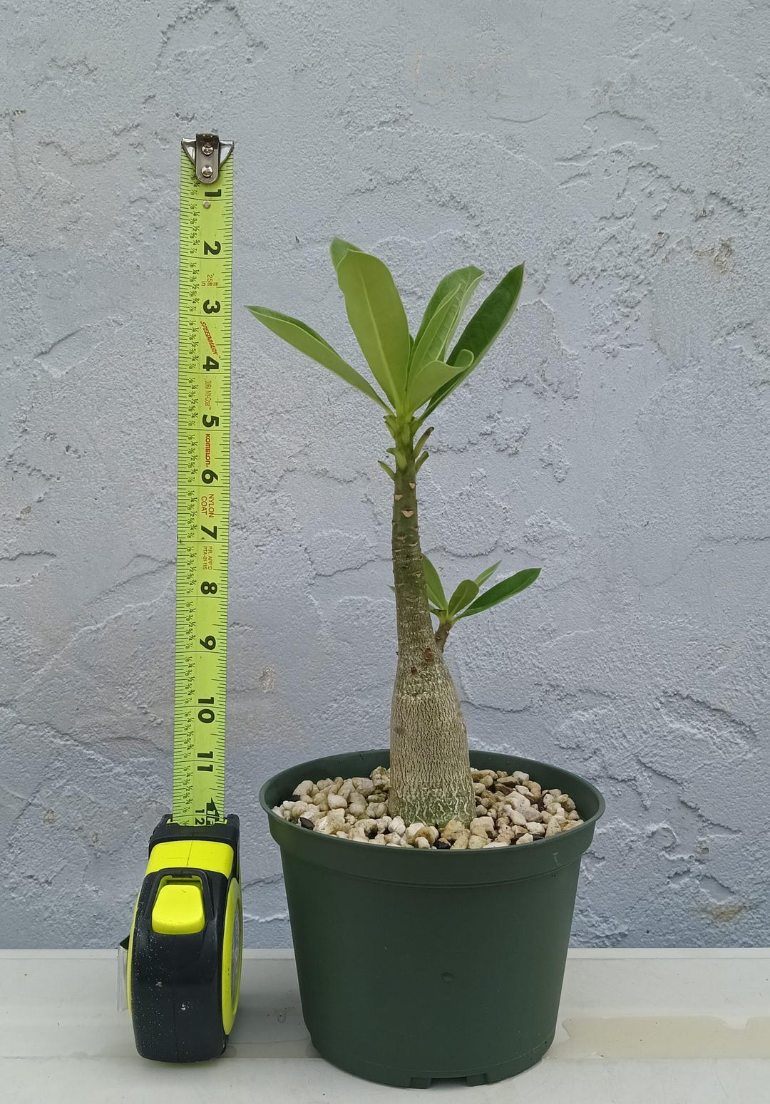 Black Yak Arabicum Adenium Desert Rose Plant Bonsai Little Tall Tree ...