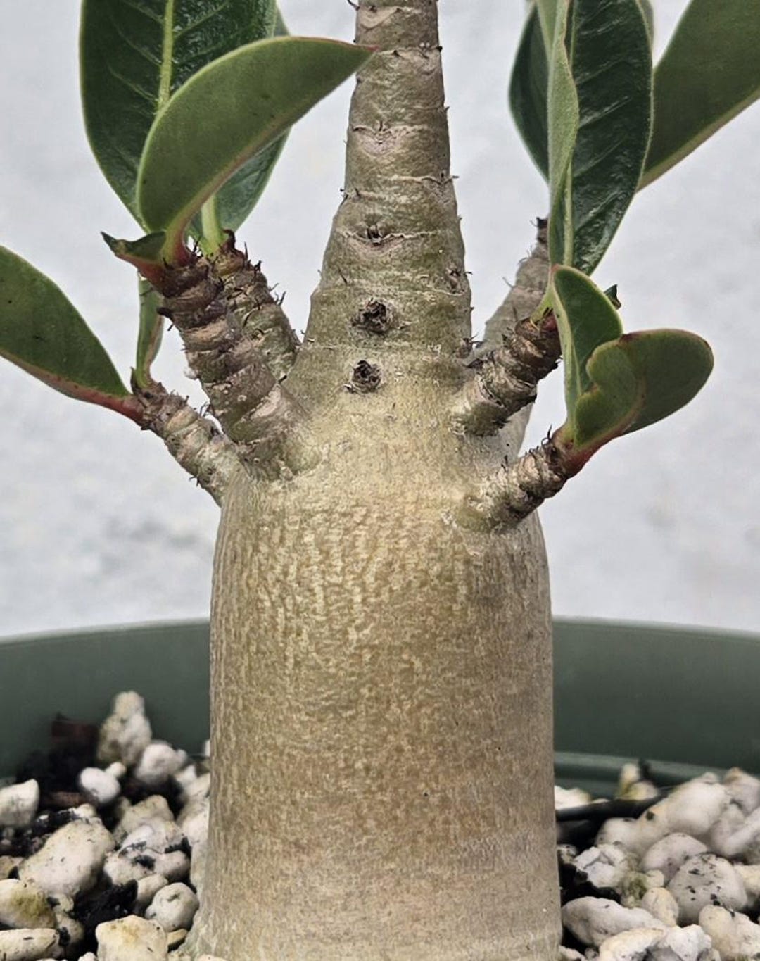 Arabicum MKMK Adenium Plant Desert Rose Bonsai Multi Branch Little Tree ...