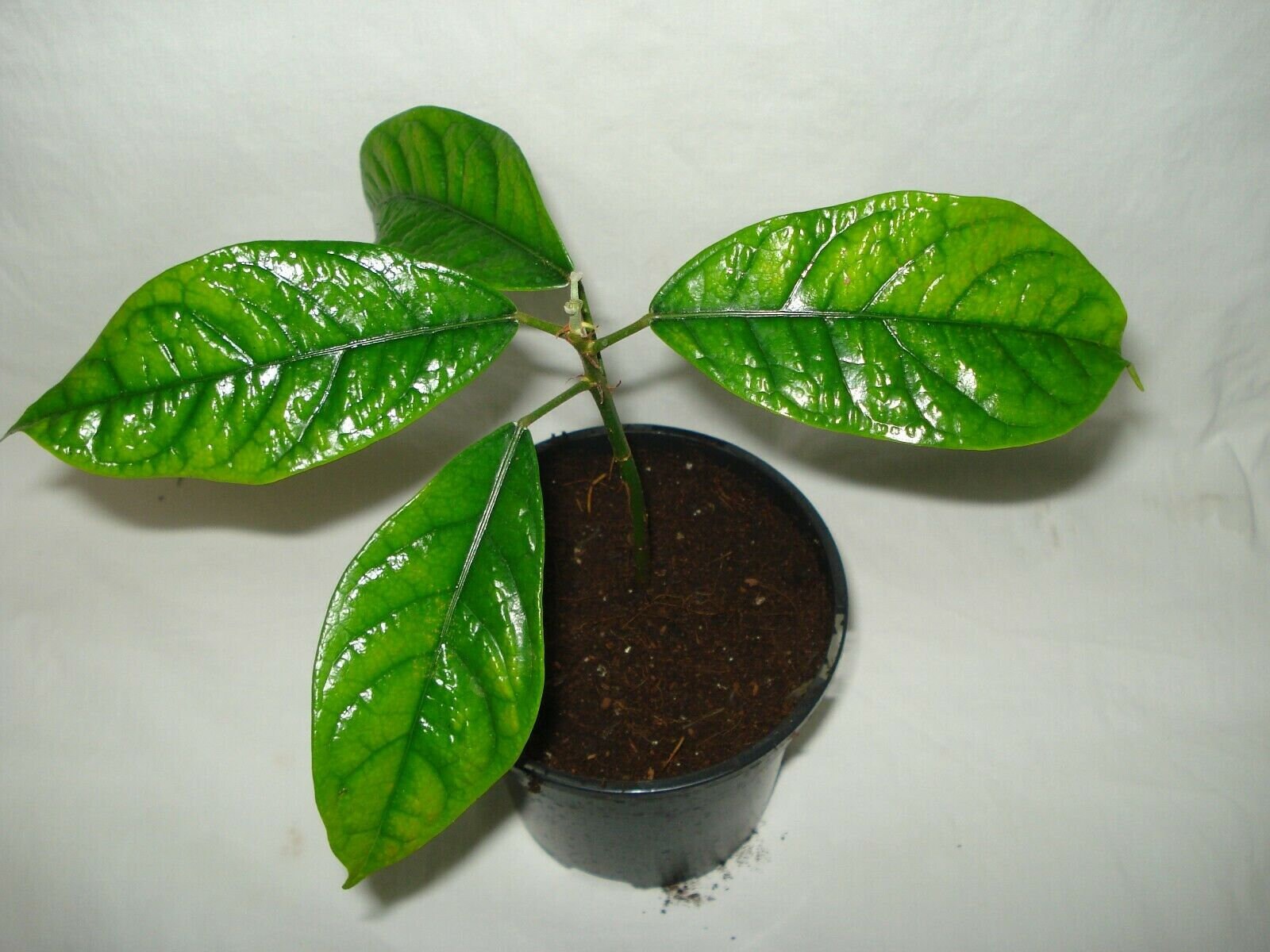 Cola Nitida seedling Kola nut rare tree | Etsy